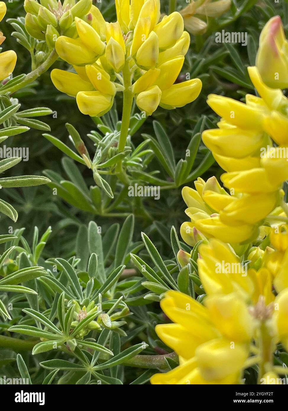 coastal bush lupine (Lupinus arboreus Stock Photo - Alamy