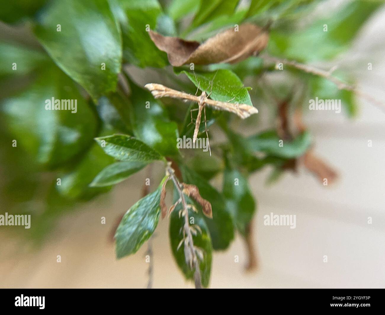 Plume Moths (Pterophoridae Stock Photo - Alamy