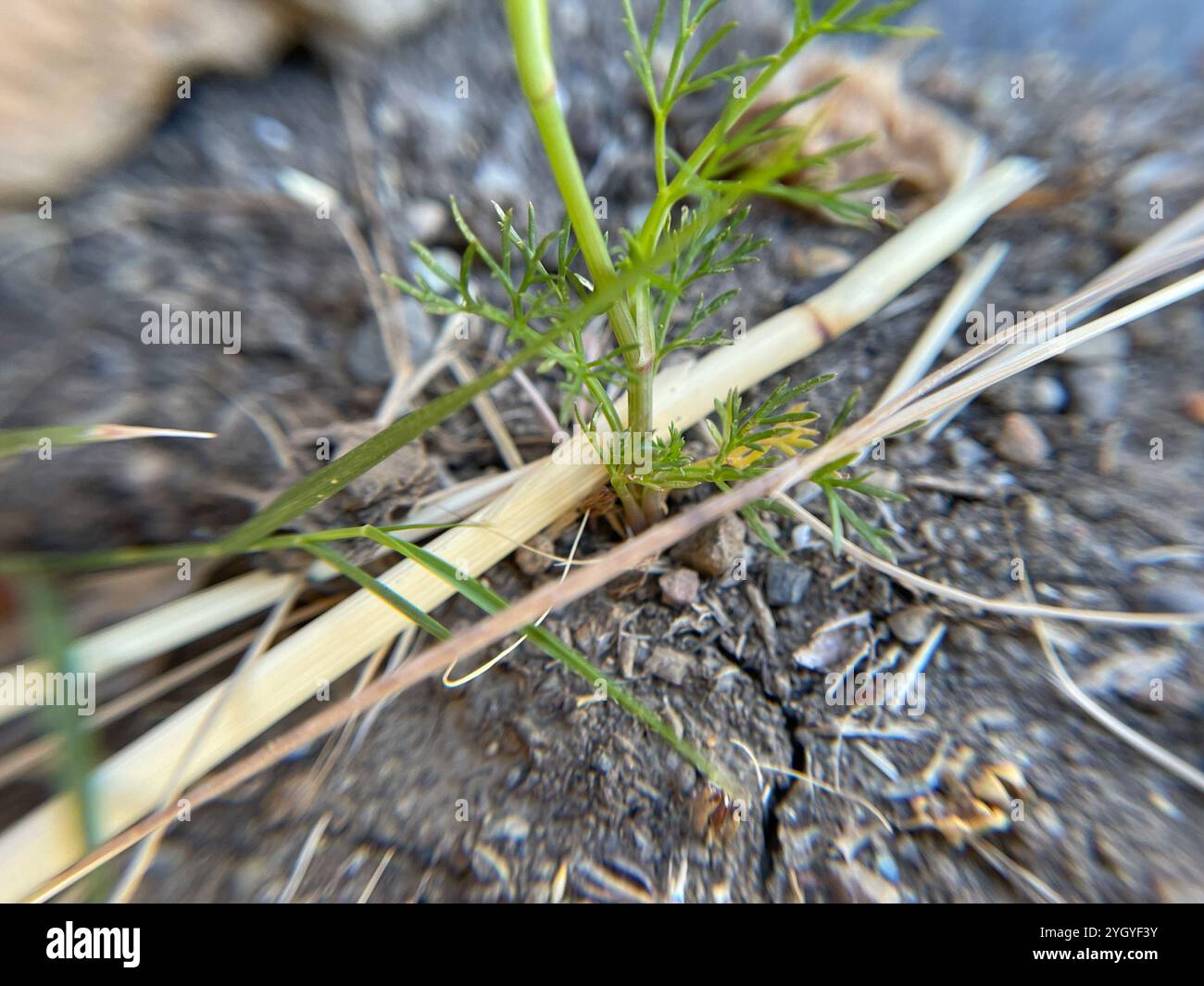 Leptophyllum hi-res stock photography and images - Alamy
