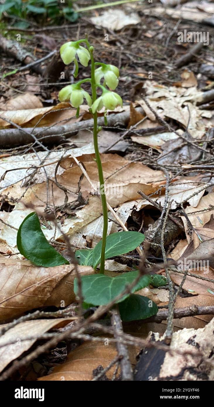 green-flowered wintergreen (Pyrola chlorantha Stock Photo - Alamy