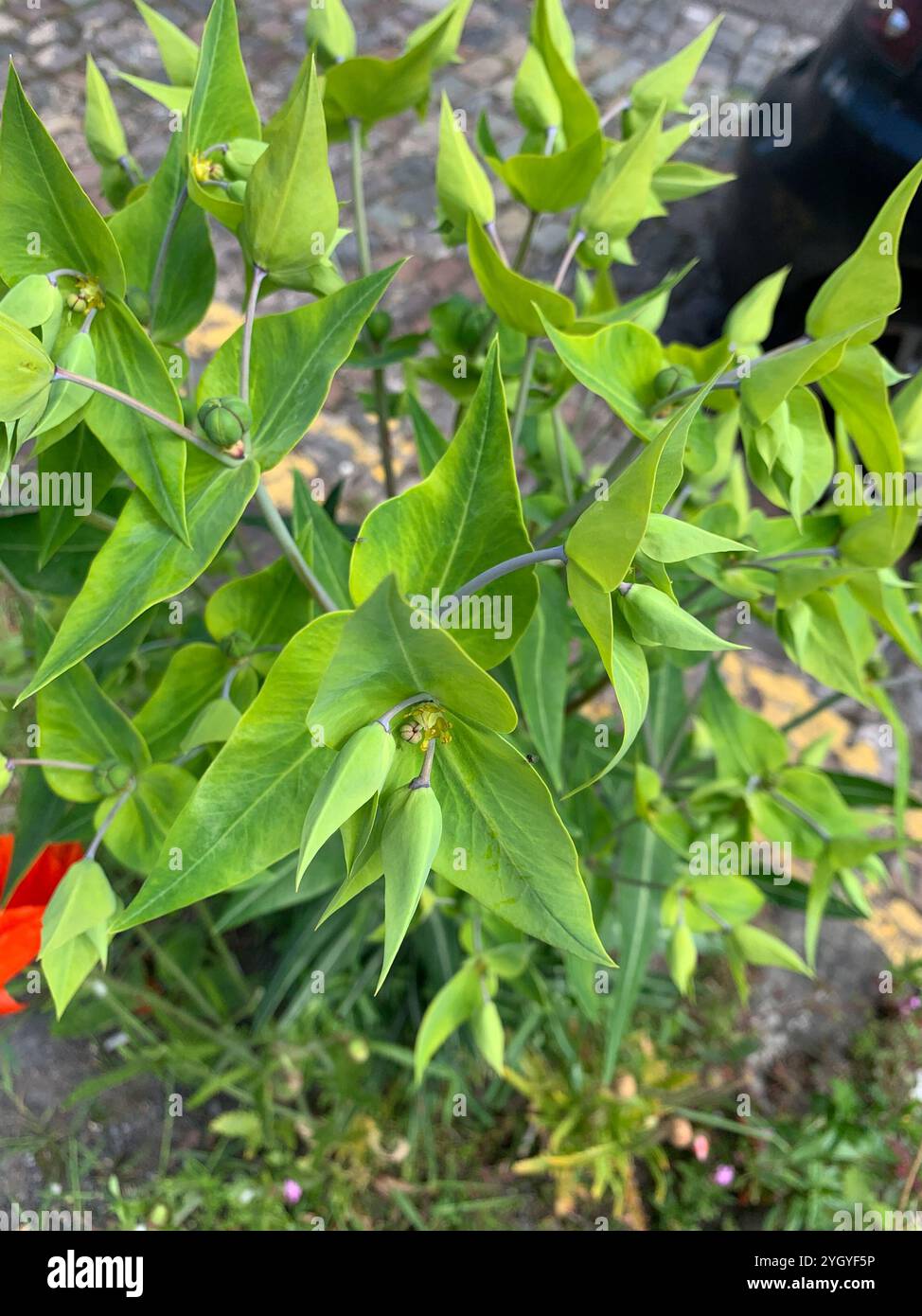 caper spurge (Euphorbia lathyris Stock Photo - Alamy