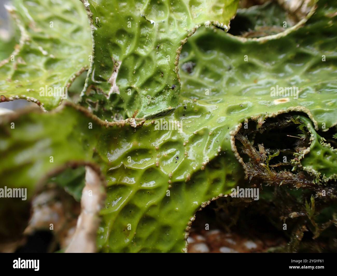 Tree Lungwort (Lobaria pulmonaria Stock Photo - Alamy