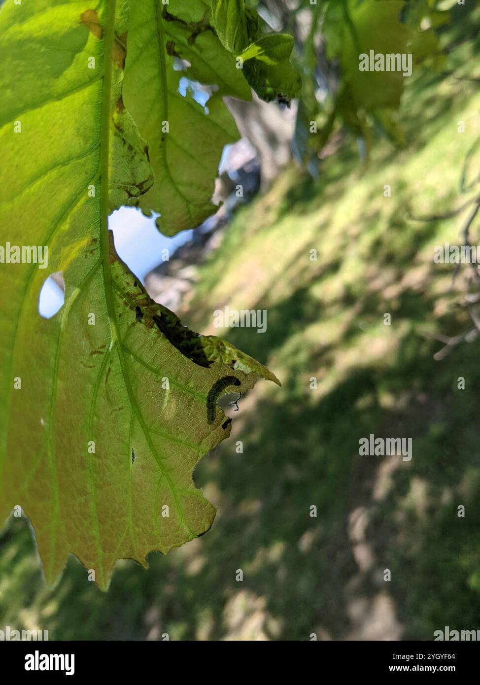Geometer Moths (Geometridae Stock Photo - Alamy