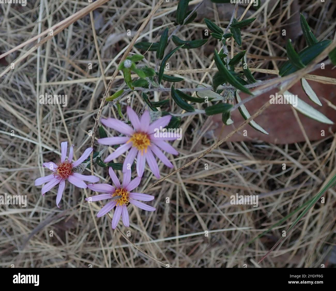 Bushman Tea (Athrixia phylicoides Stock Photo - Alamy