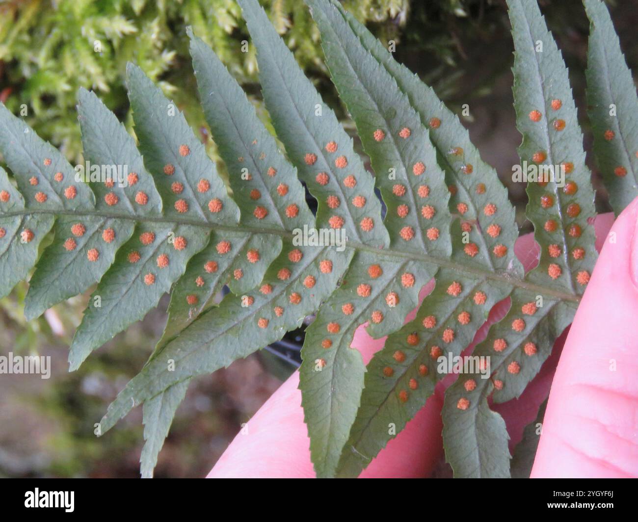 licorice fern (Polypodium glycyrrhiza Stock Photo - Alamy