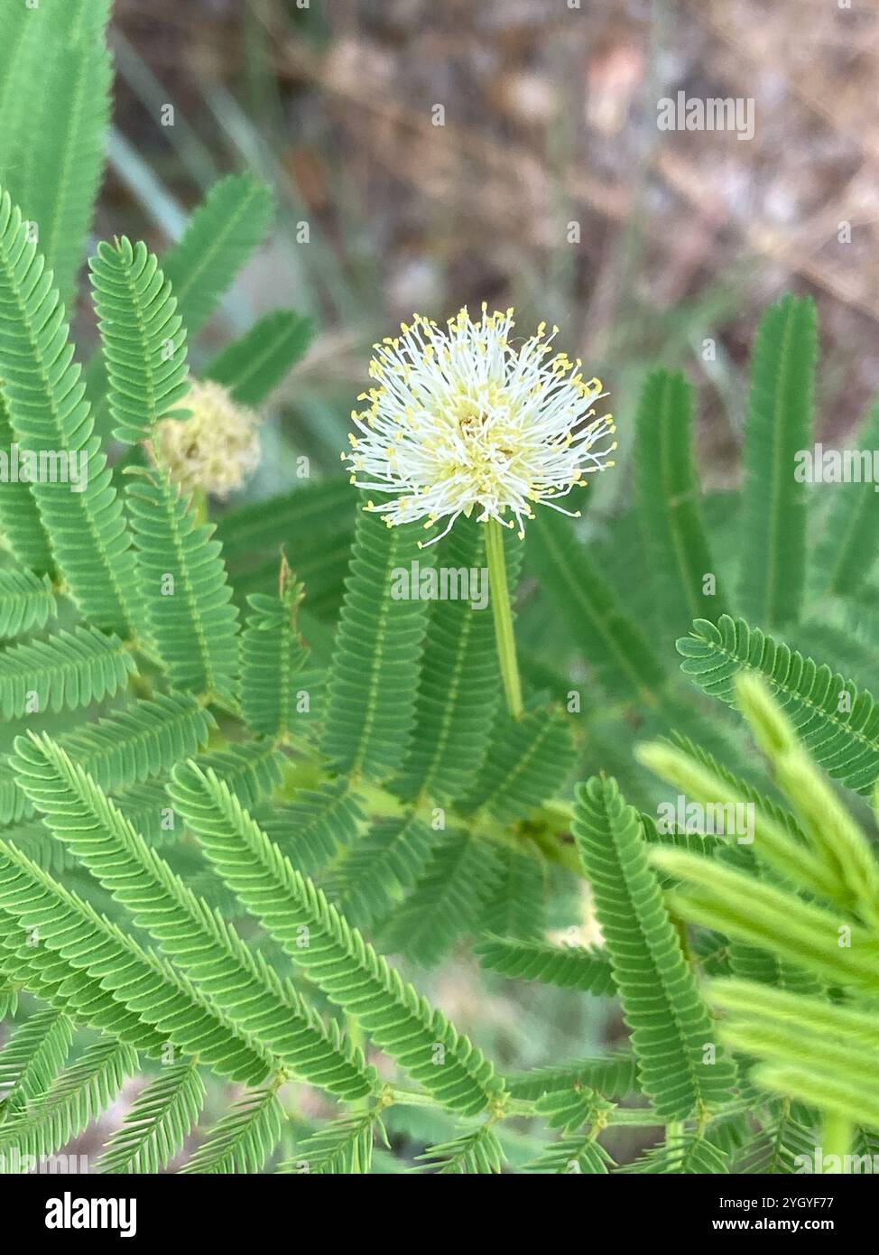 Mimoseae hi-res stock photography and images - Alamy