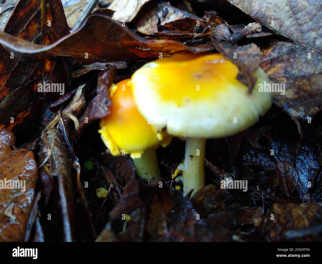 Tarnished Yellow Dust Amanita (Amanita flavoconia inquinata Stock Photo ...