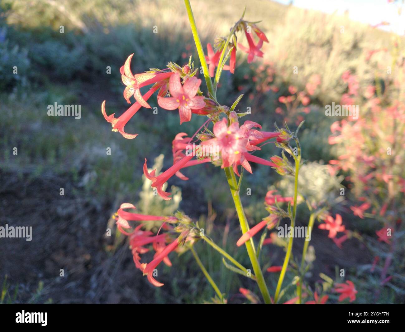 Scarlet Gilia (Ipomopsis aggregata Stock Photo - Alamy