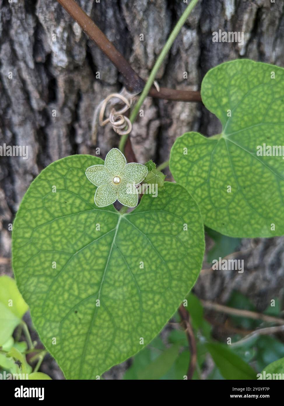 Matelea reticulata hi-res stock photography and images - Alamy