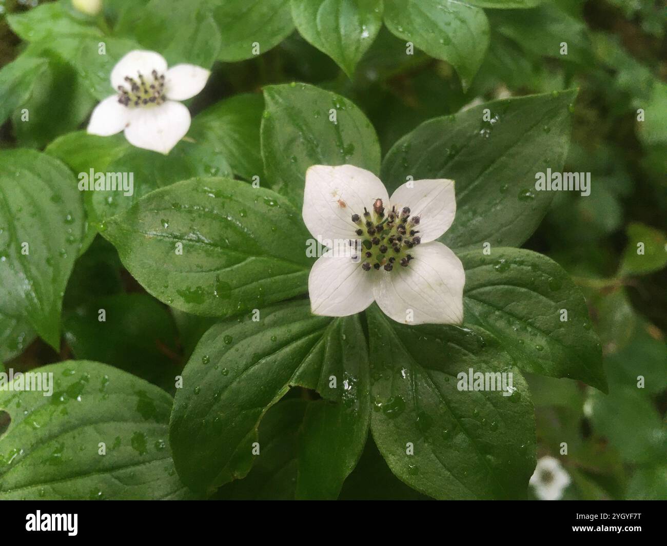 Western Bunchberry (Cornus unalaschkensis Stock Photo - Alamy