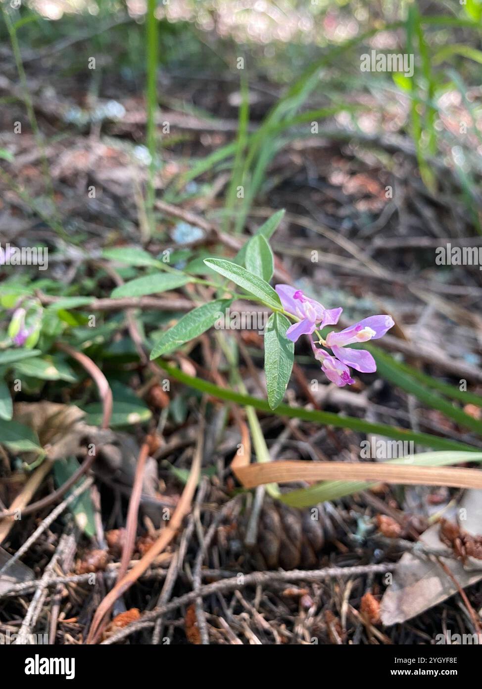 California milkwort (Rhinotropis californica Stock Photo - Alamy