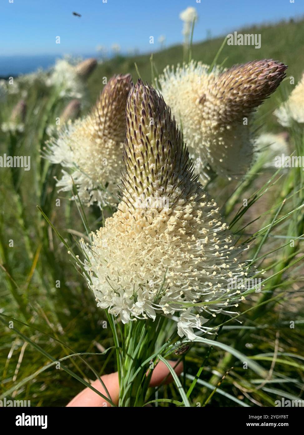 common beargrass (Xerophyllum tenax Stock Photo - Alamy