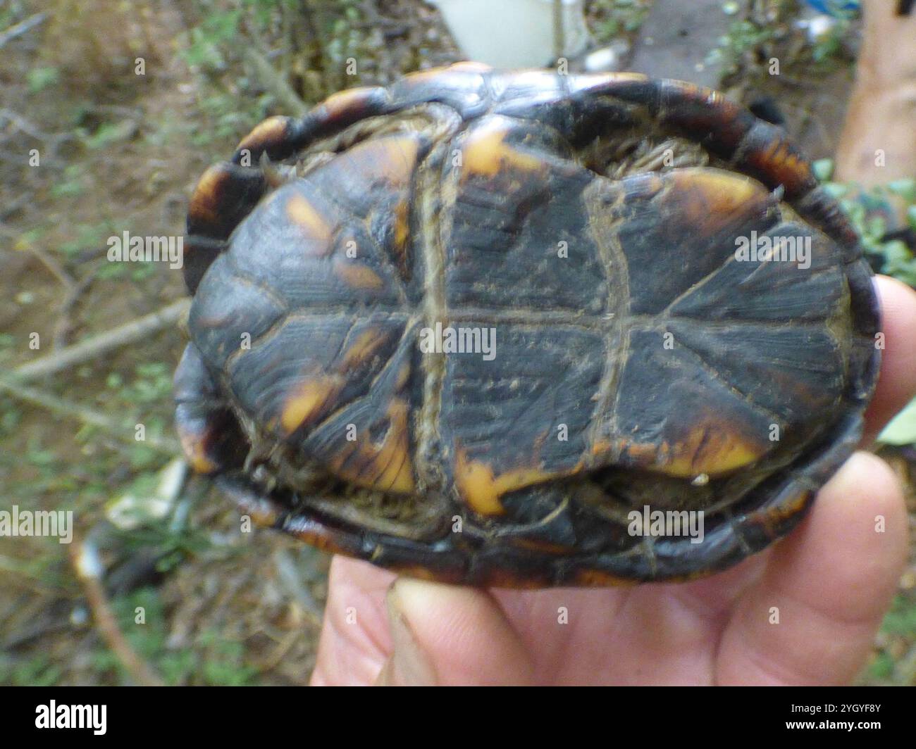 Eastern Mud Turtle (Kinosternon subrubrum Stock Photo - Alamy
