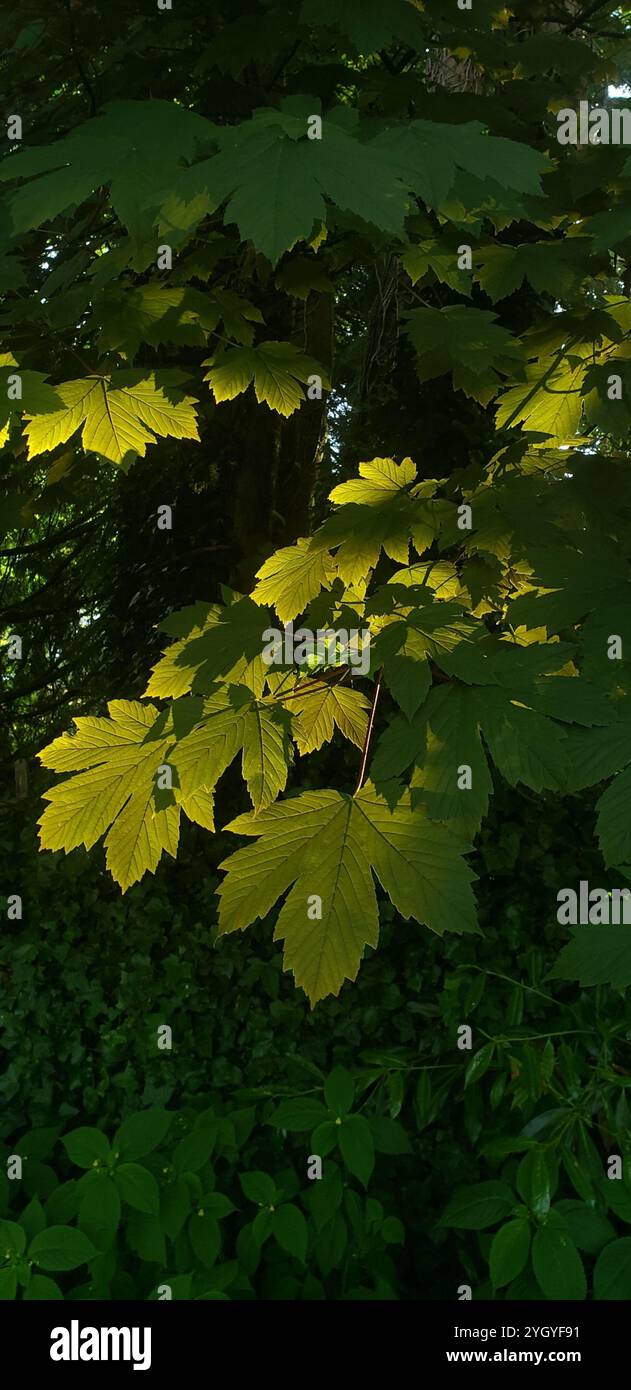 sycamore maple (Acer pseudoplatanus Stock Photo - Alamy