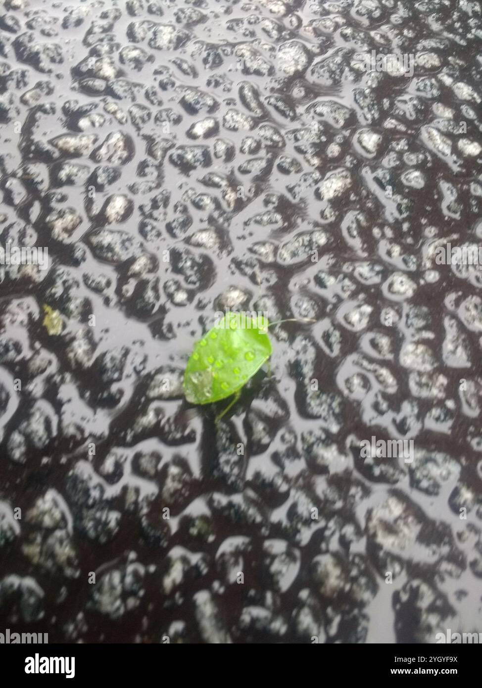 Green Stink Bug (Chinavia hilaris Stock Photo - Alamy