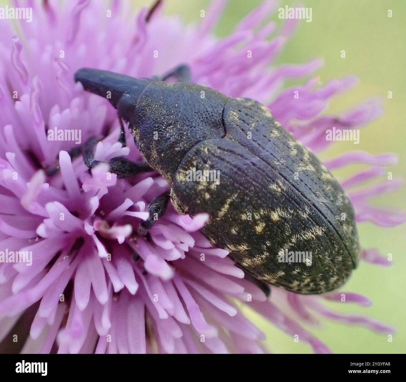 Turbine cylindrical weevil hi-res stock photography and images - Alamy