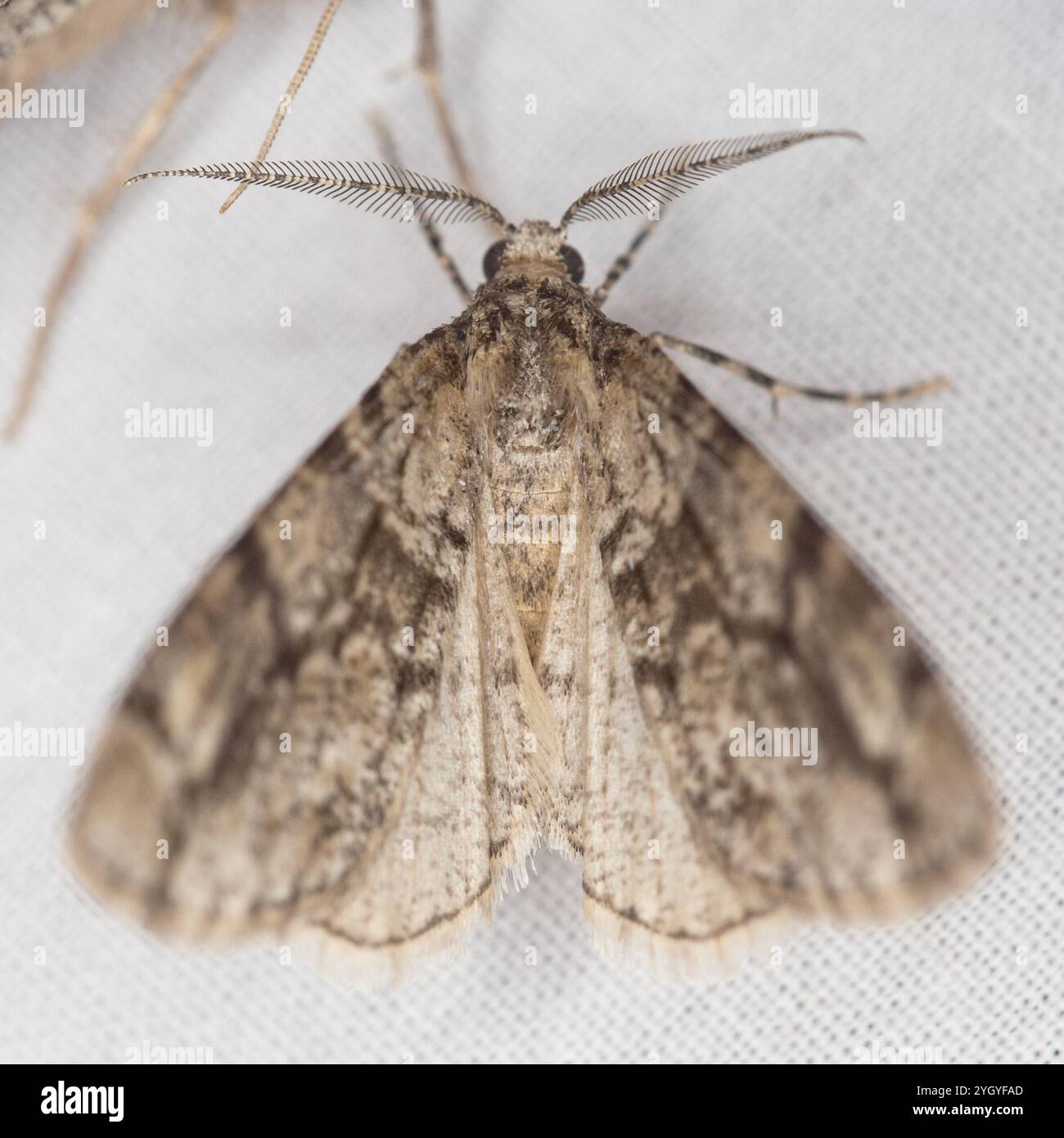 Geometer Moths (Geometridae Stock Photo - Alamy