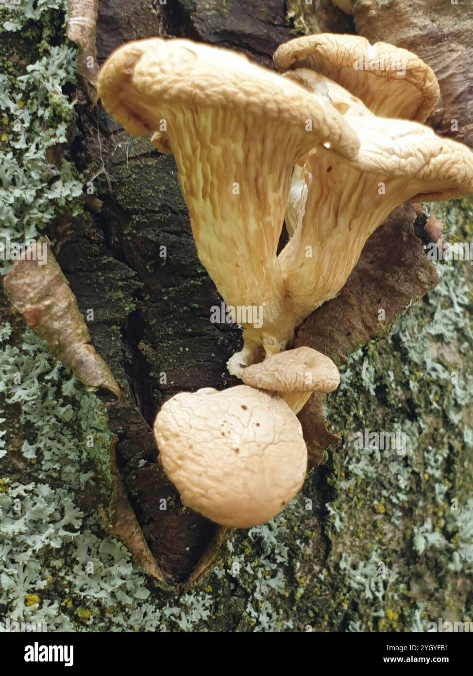 pale oyster (Pleurotus pulmonarius Stock Photo - Alamy