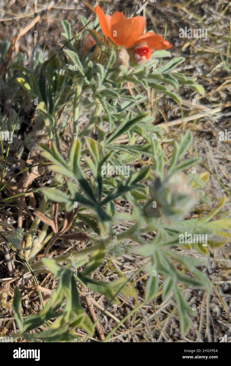 Scarlet Globemallow (Sphaeralcea coccinea Stock Photo - Alamy