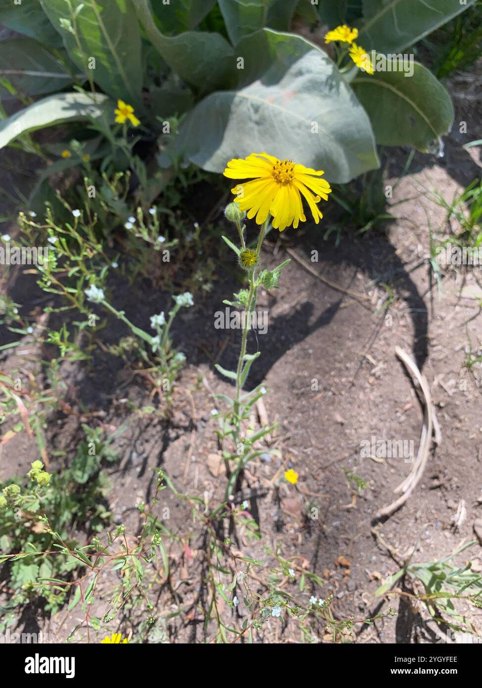 Common Madia (Madia elegans Stock Photo - Alamy