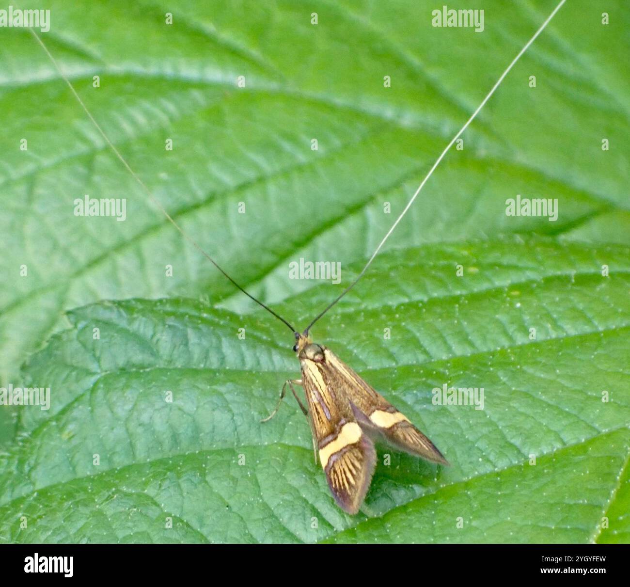 Yellow-barred Longhorn (Nemophora degeerella Stock Photo - Alamy