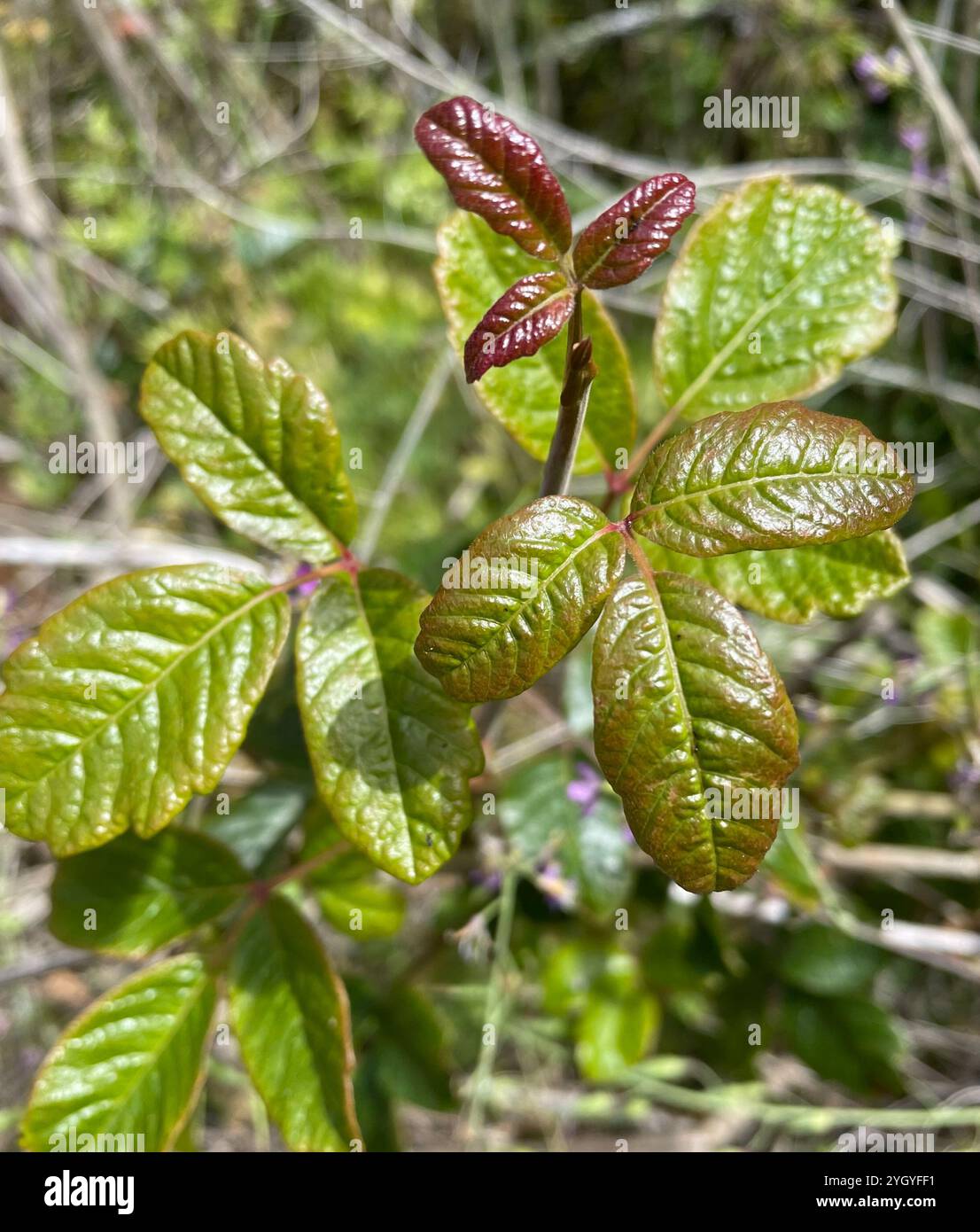 Pacific poison oak (Toxicodendron diversilobum Stock Photo - Alamy