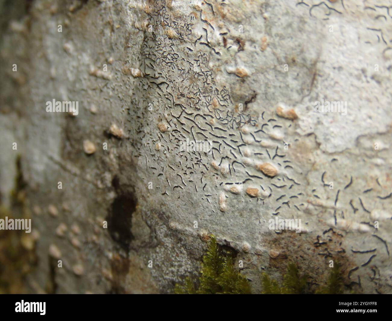 Common Script Lichen (Graphis scripta Stock Photo - Alamy