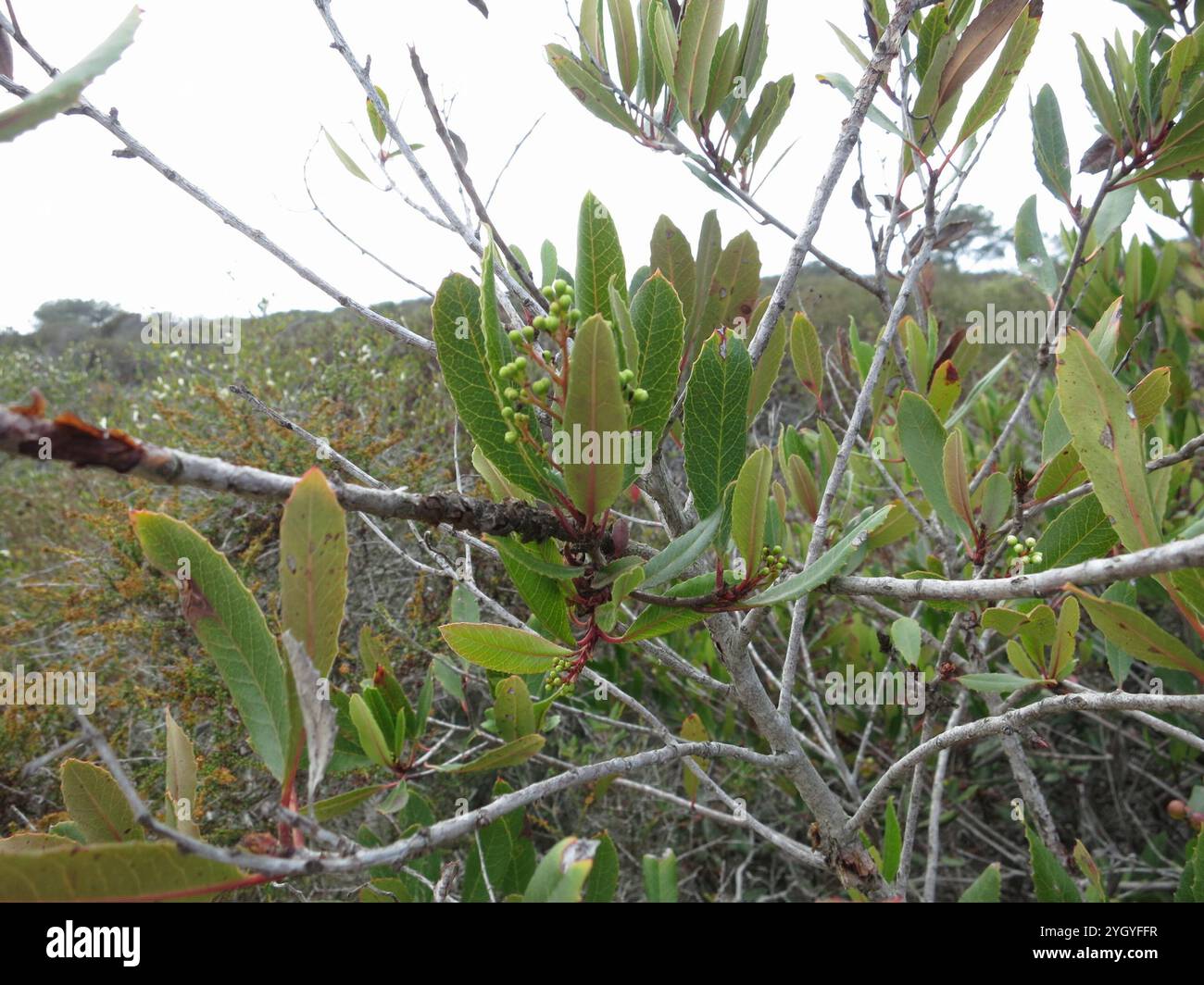 Toyon (Heteromeles arbutifolia Stock Photo - Alamy