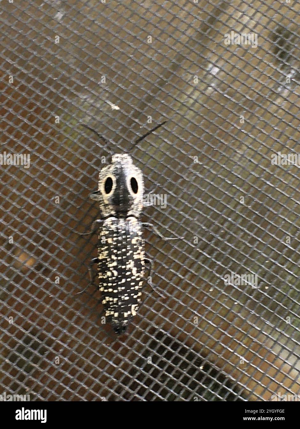 Eastern Eyed Click Beetle (Alaus oculatus Stock Photo - Alamy