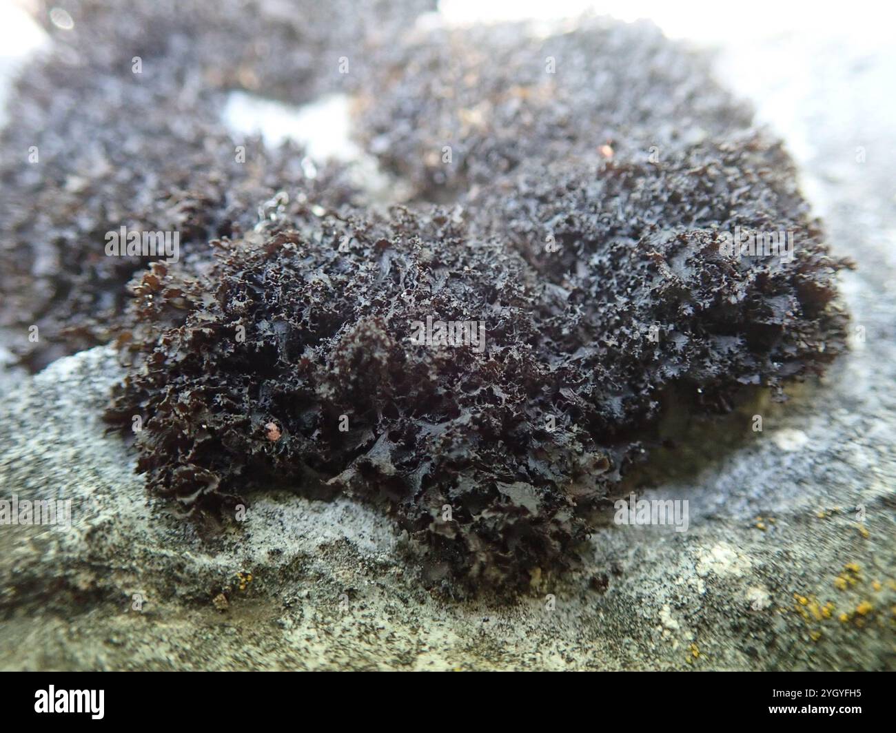 Tattered Jellyskin Lichen (Scytinium lichenoides Stock Photo - Alamy
