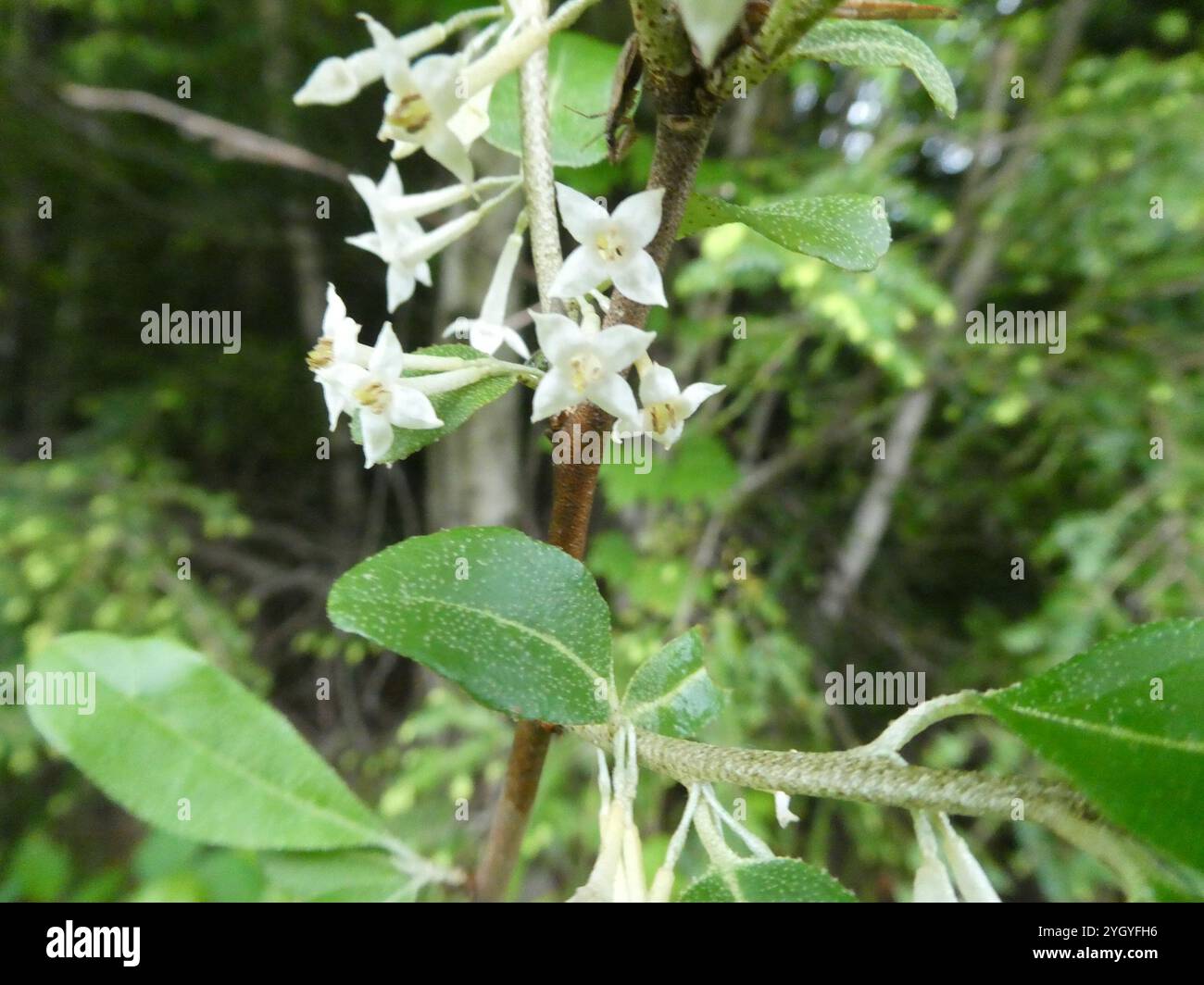 Elaeagnus parvifolia hi-res stock photography and images - Alamy