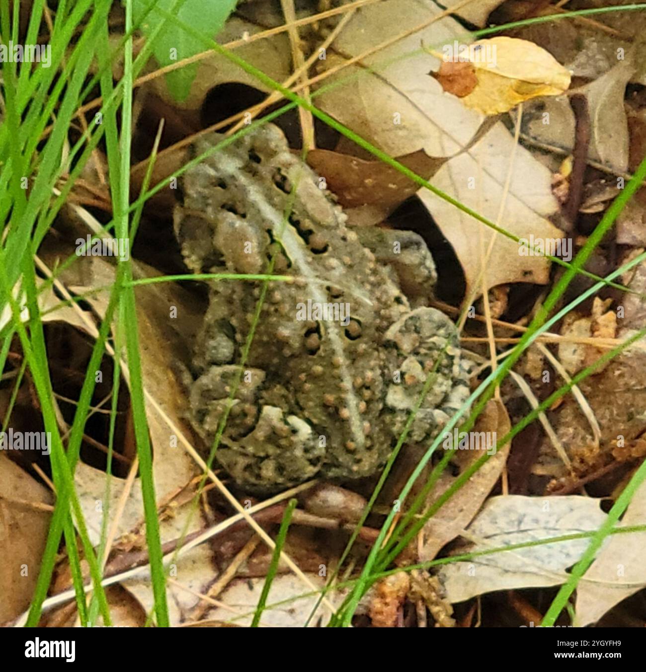 American Toad (Anaxyrus americanus Stock Photo - Alamy