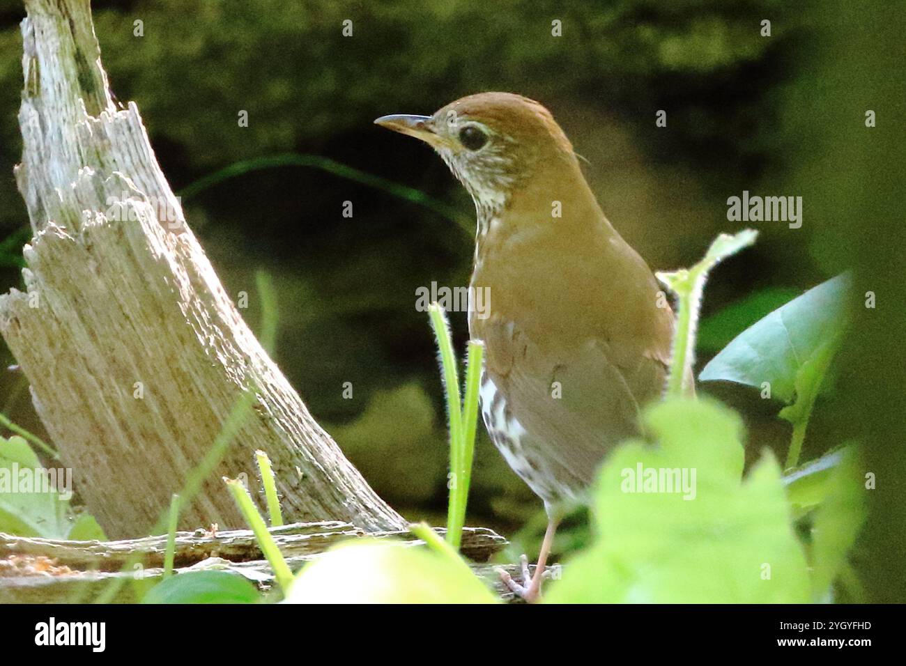 Wood Thrush (Hylocichla mustelina Stock Photo - Alamy