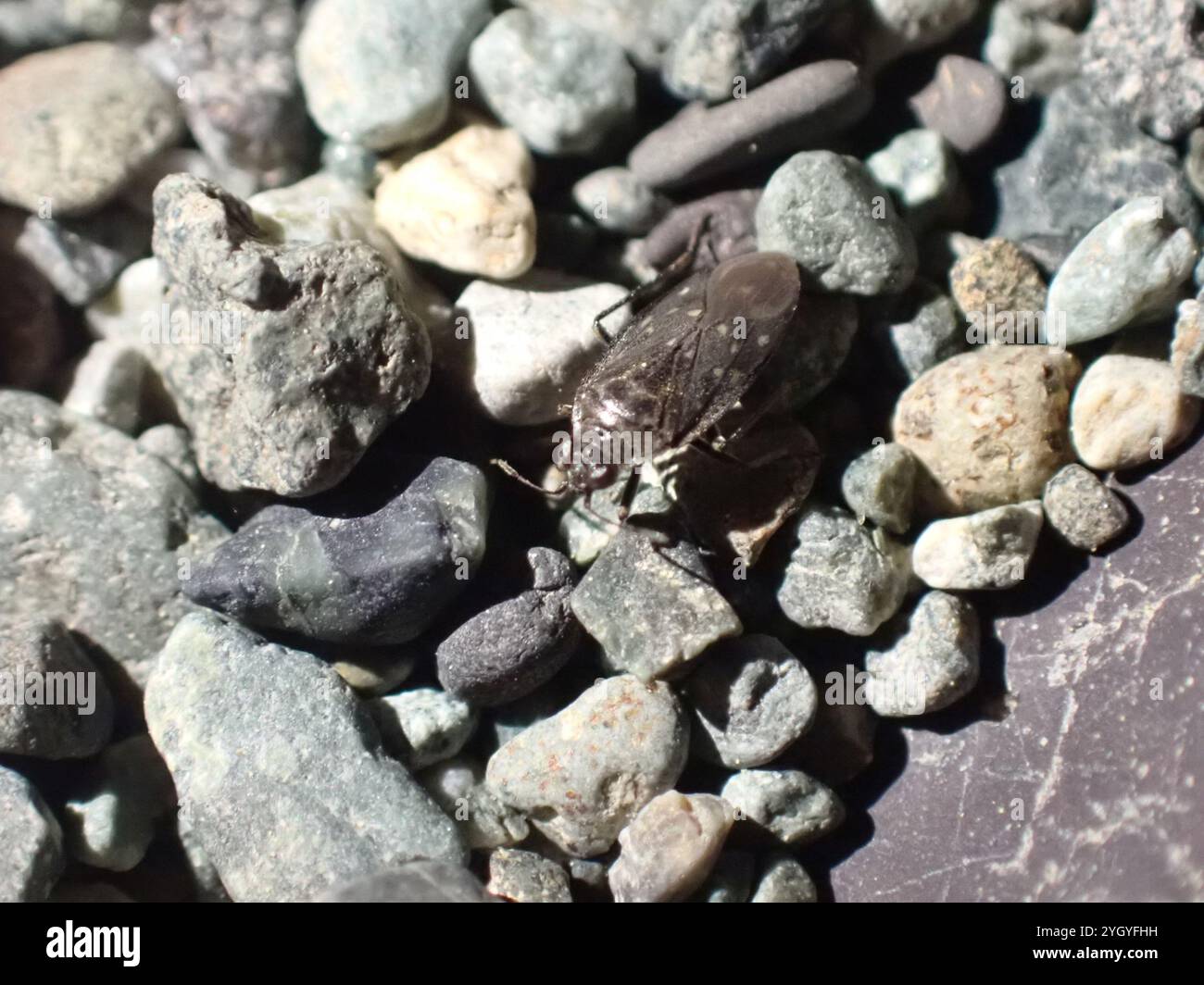 Shore bugs hi-res stock photography and images - Alamy