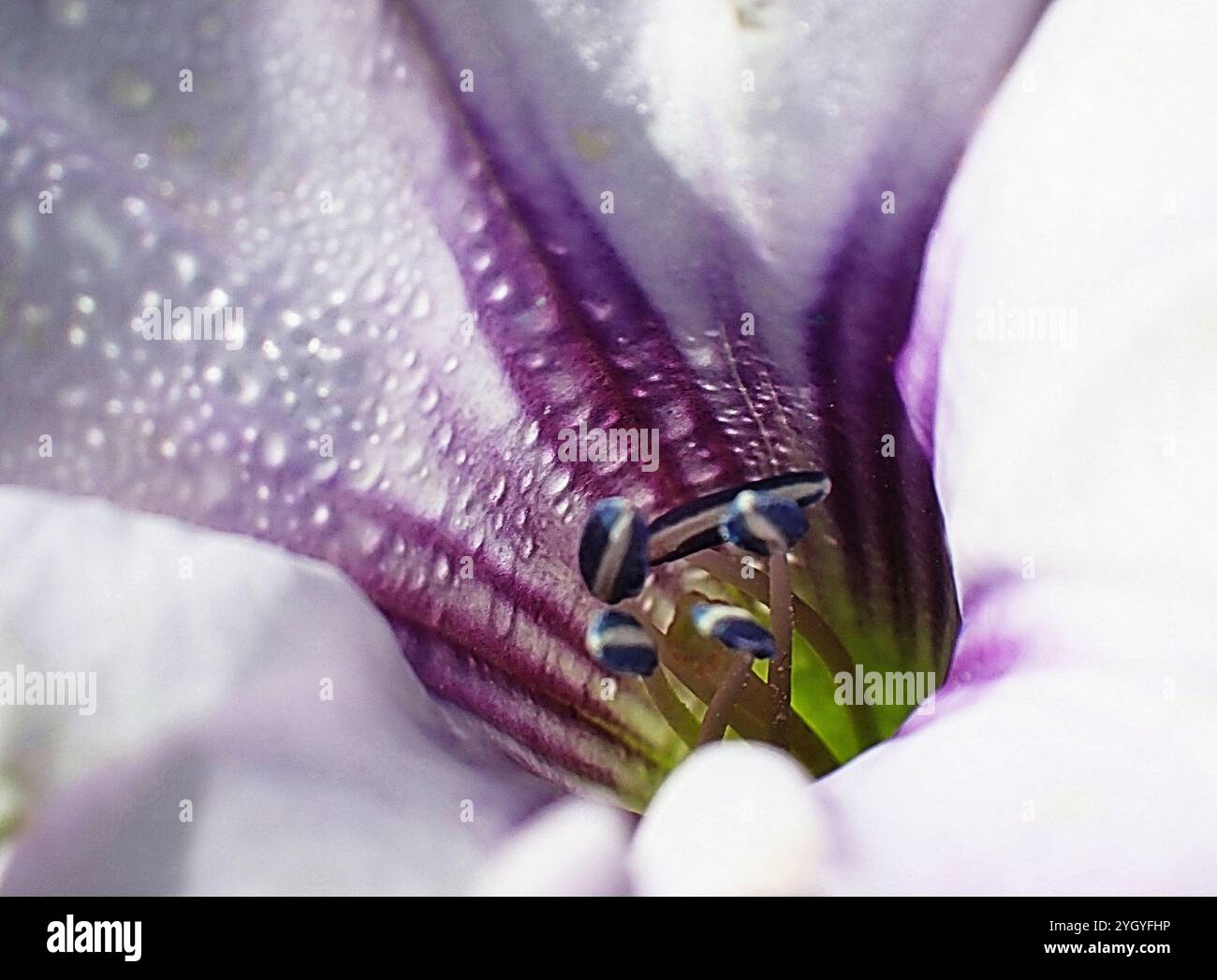 jimsonweed (Datura stramonium Stock Photo - Alamy