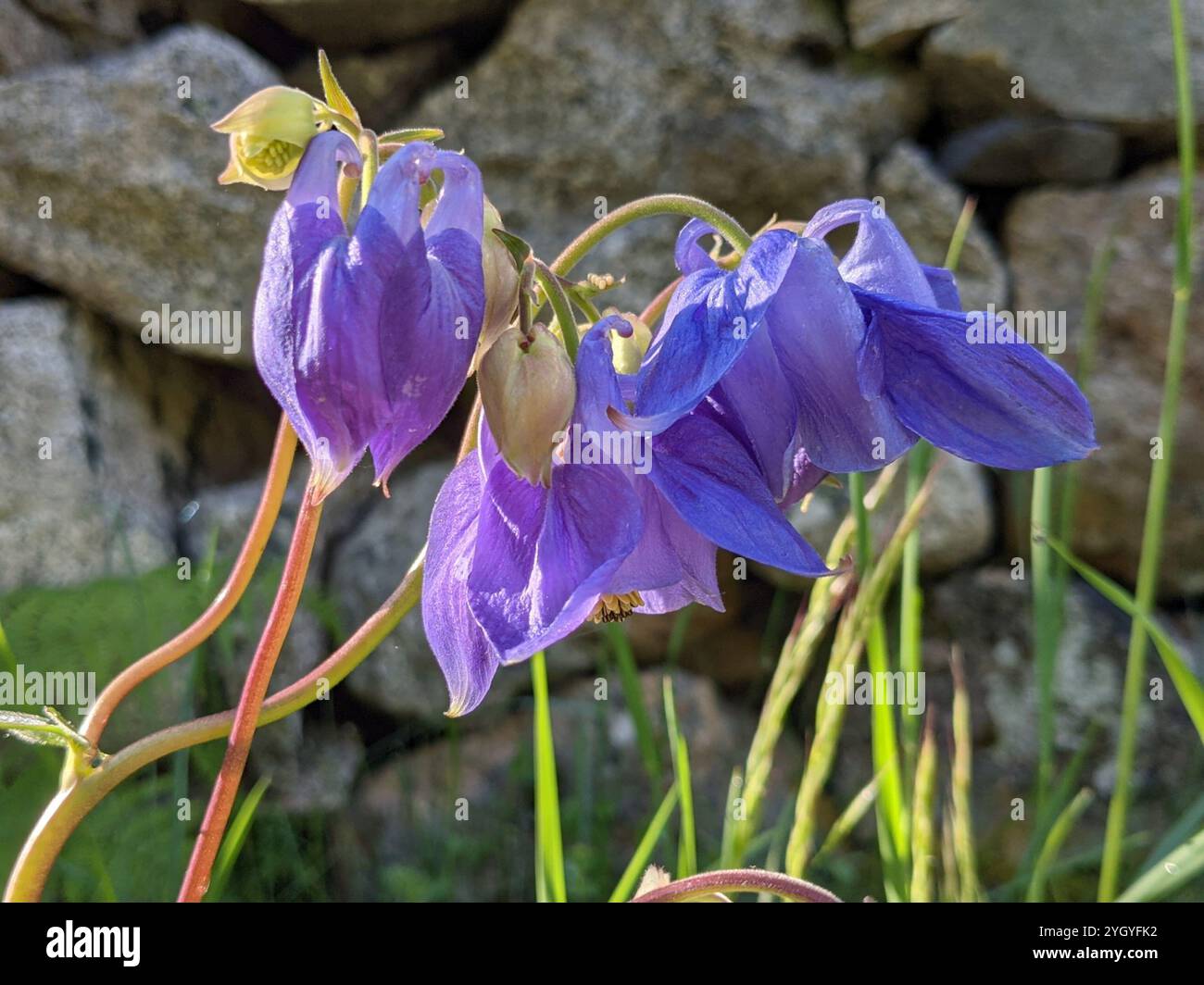 common columbine (Aquilegia vulgaris Stock Photo - Alamy