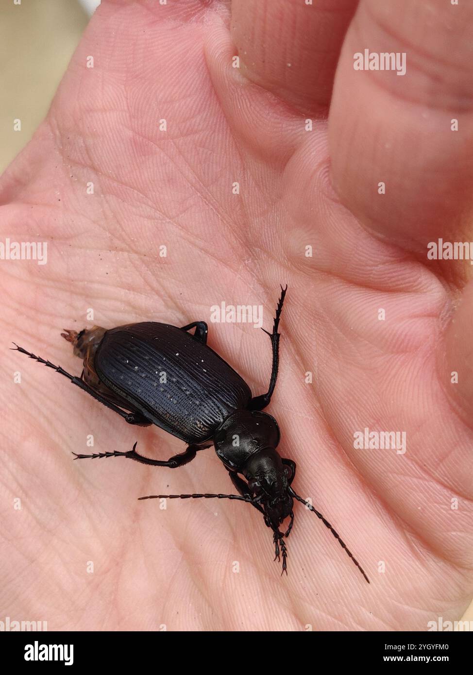 Black Caterpillar Hunter (Calosoma sayi Stock Photo - Alamy