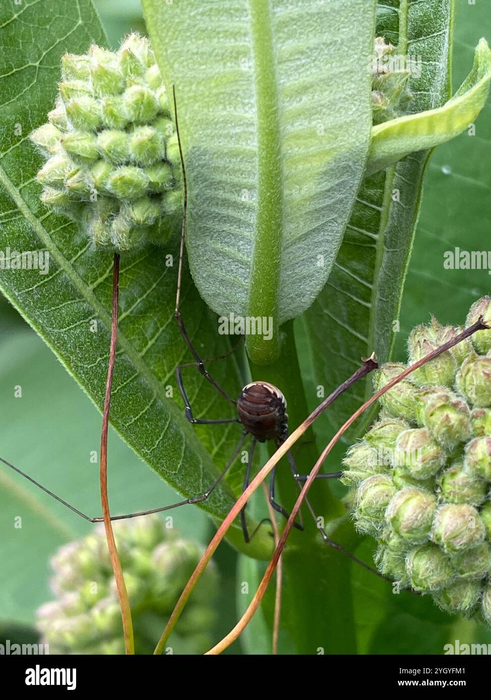 Eastern Harvestman (Leiobunum vittatum Stock Photo - Alamy