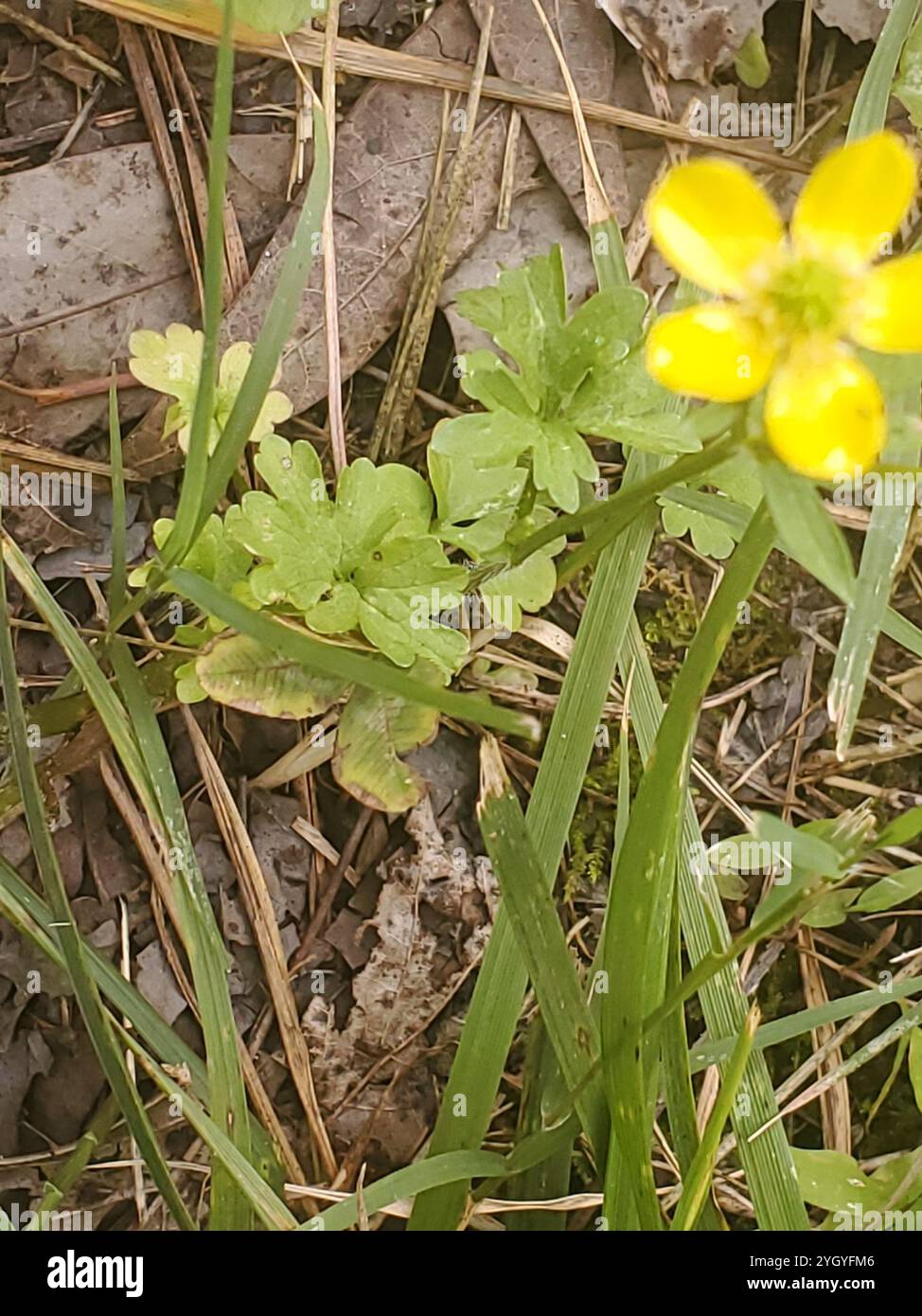 hairy buttercup (Ranunculus sardous Stock Photo - Alamy