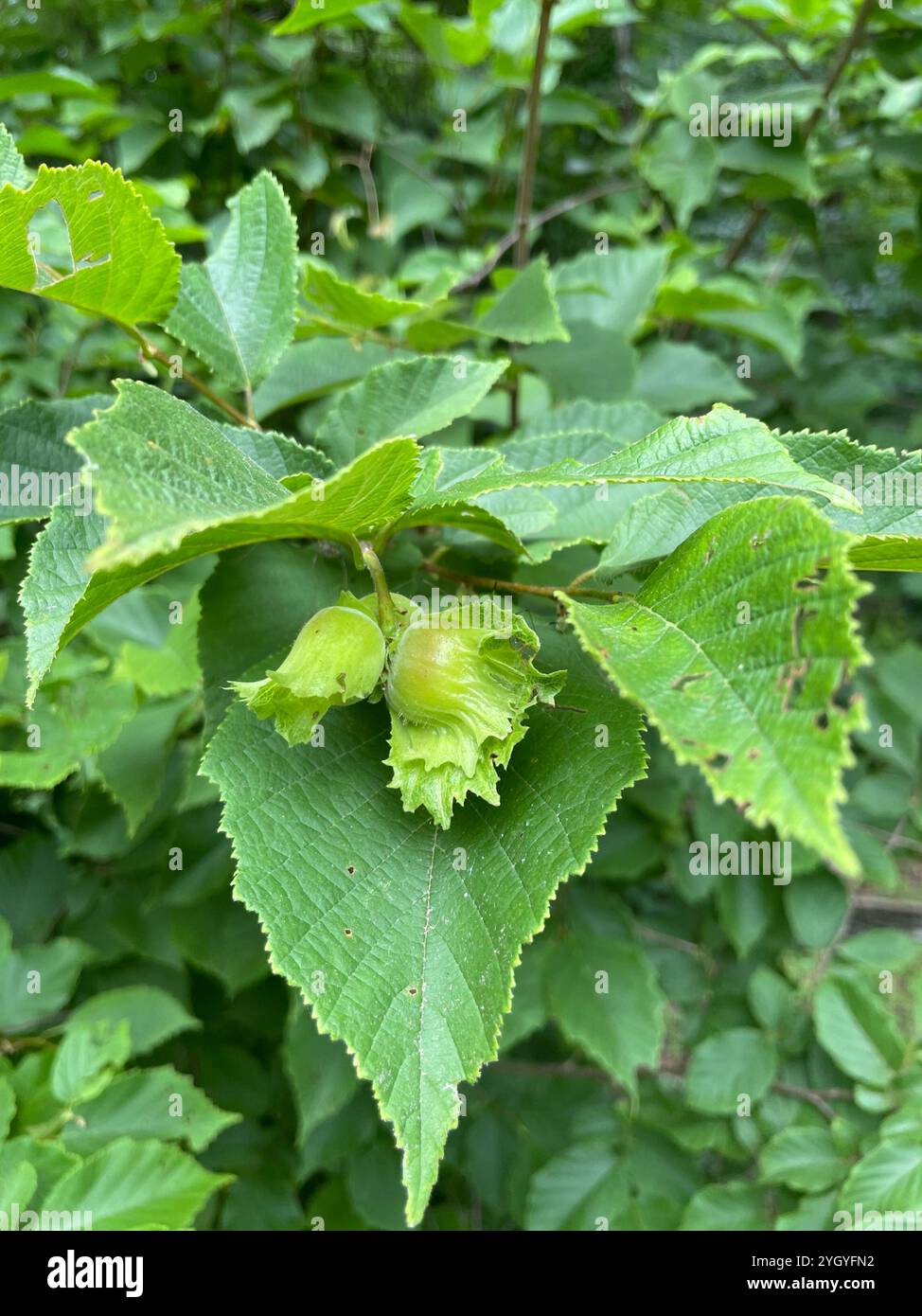 Corylus americana hi-res stock photography and images - Alamy