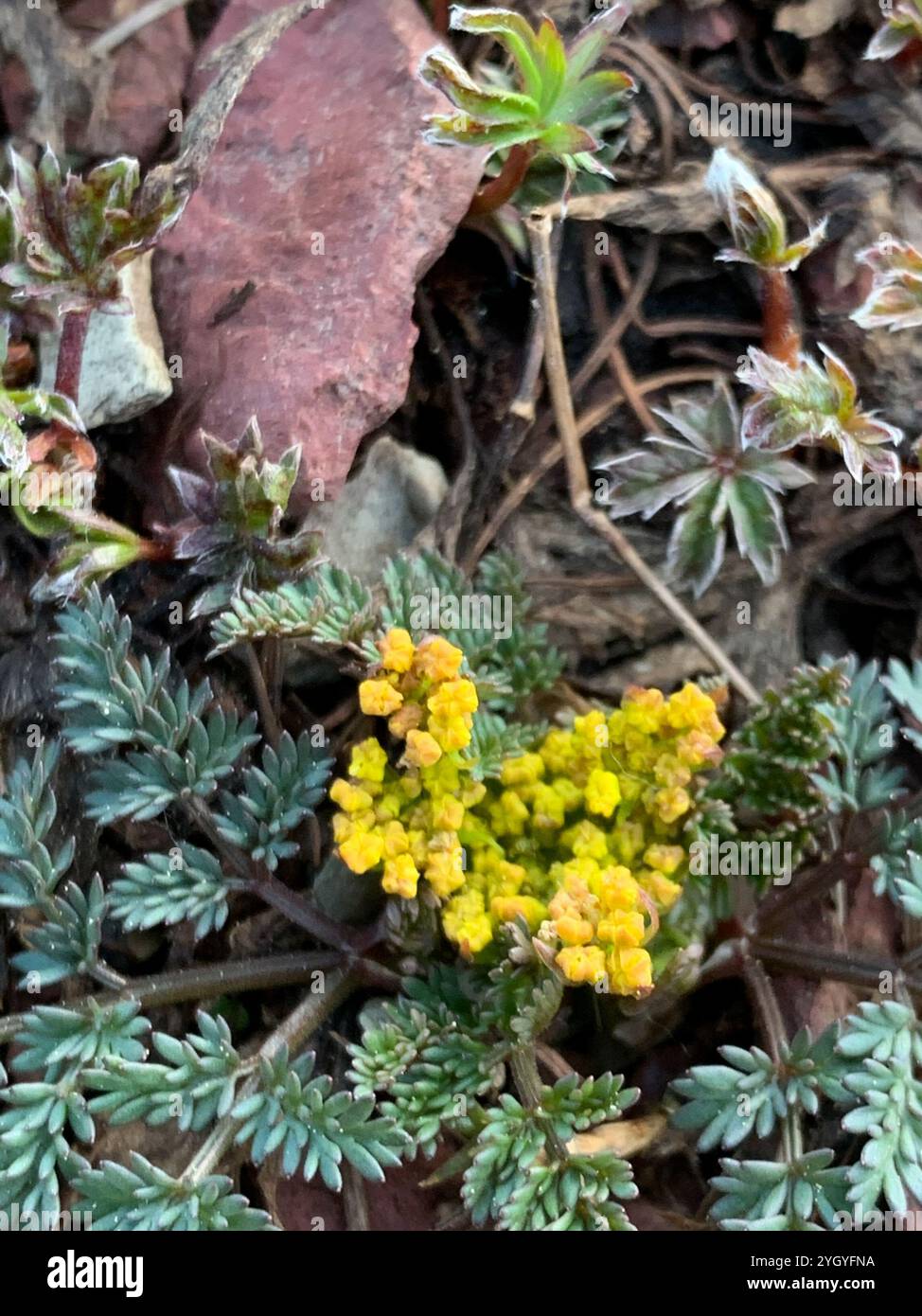 Sandberg's Desert-parsley (Lomatium sandbergii Stock Photo - Alamy