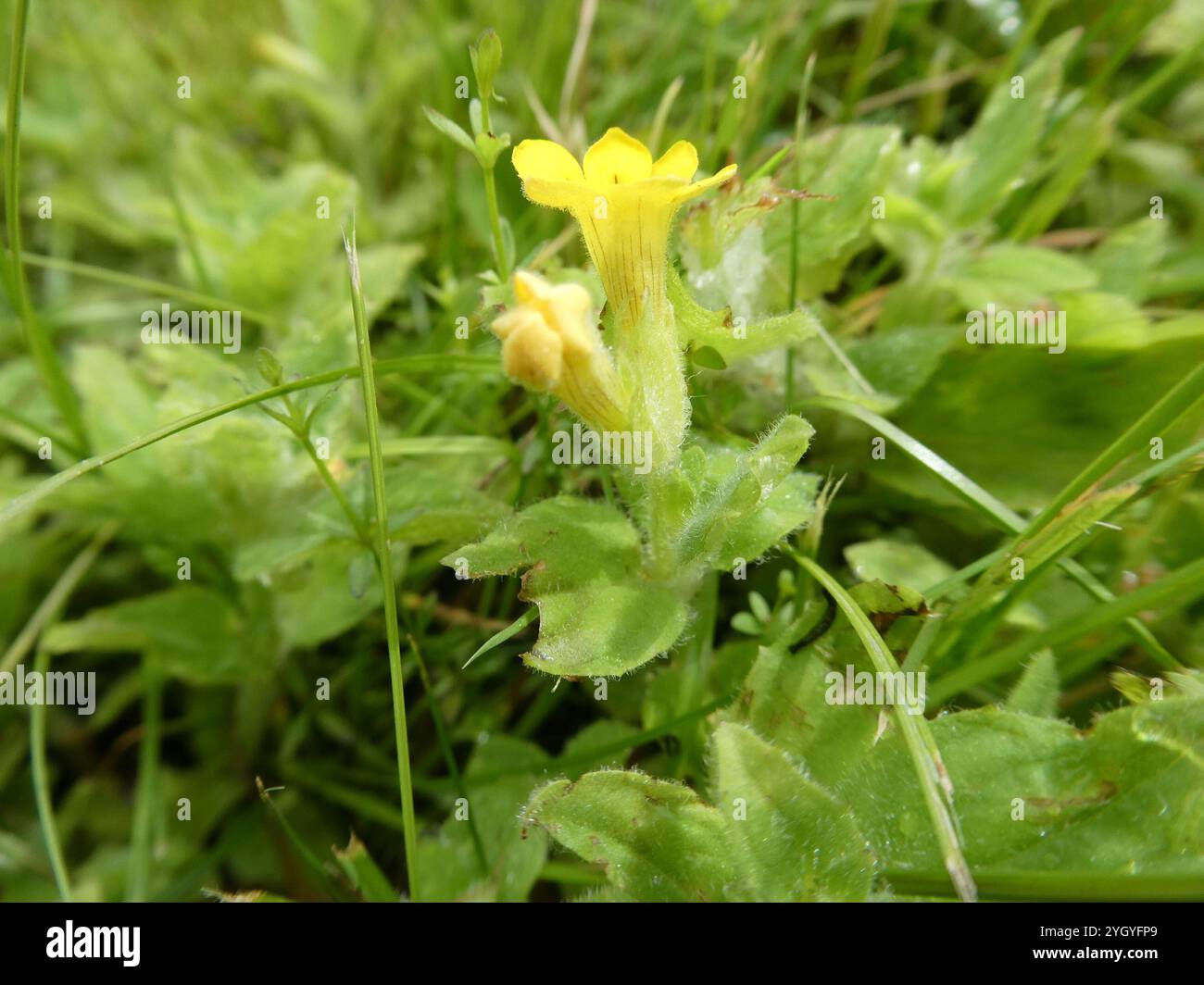 musk monkeyflower (Erythranthe moschata Stock Photo - Alamy