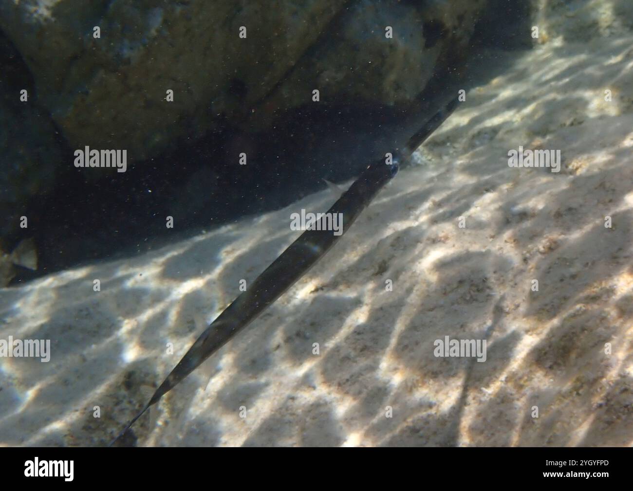 Bluespotted Cornetfish (Fistularia commersonii Stock Photo - Alamy