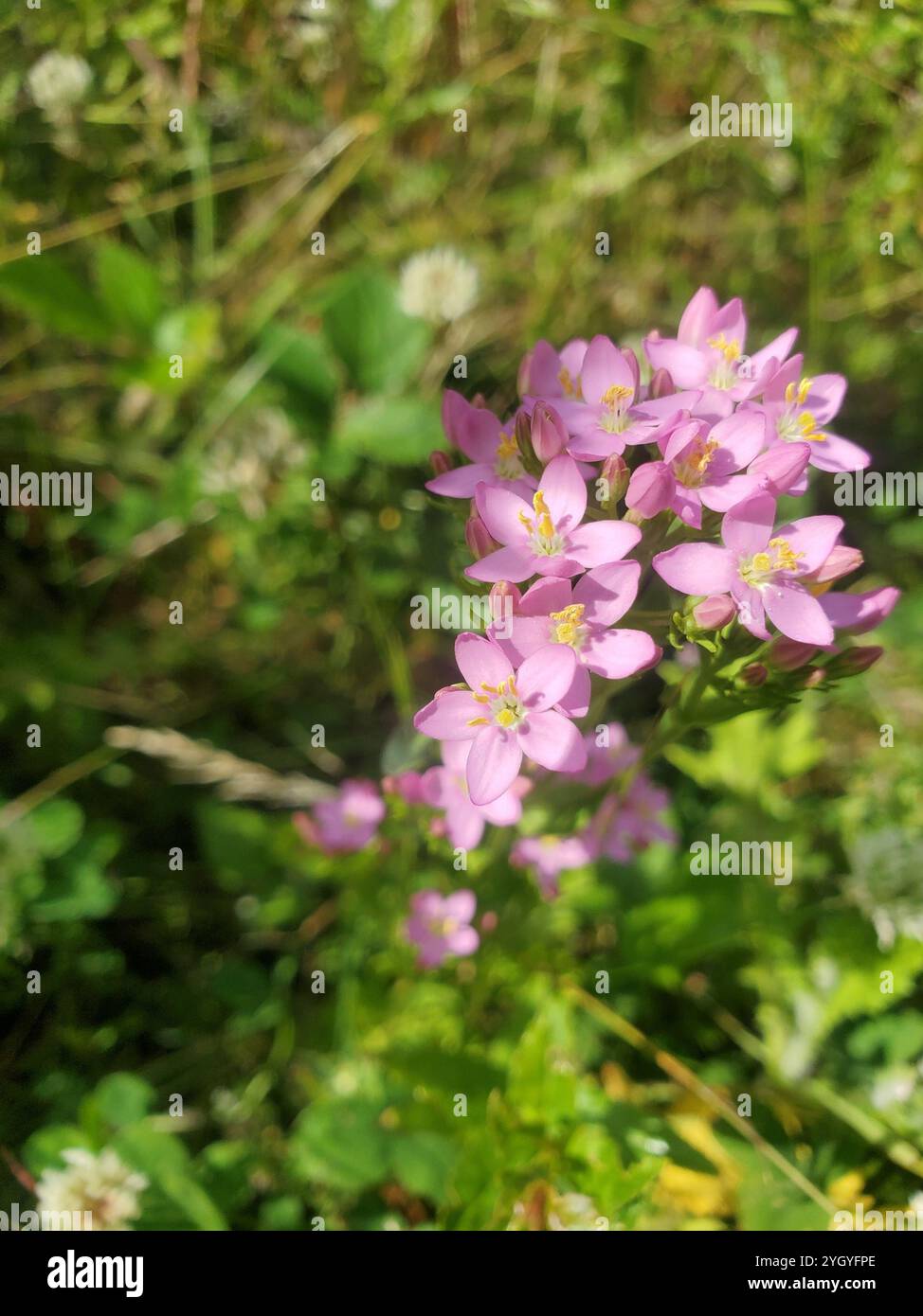 Common centaury (Centaurium erythraea Stock Photo - Alamy