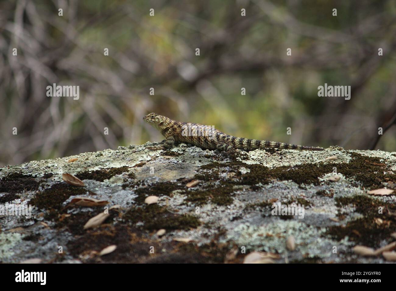 Granite Spiny Lizard (Sceloporus orcutti Stock Photo - Alamy