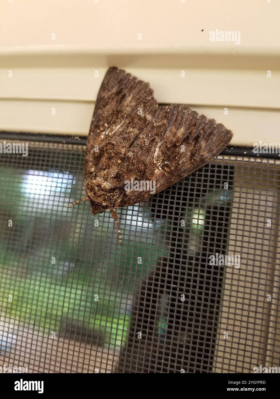 Ilia and Umber Underwings (Catocala ilia-complex Stock Photo - Alamy