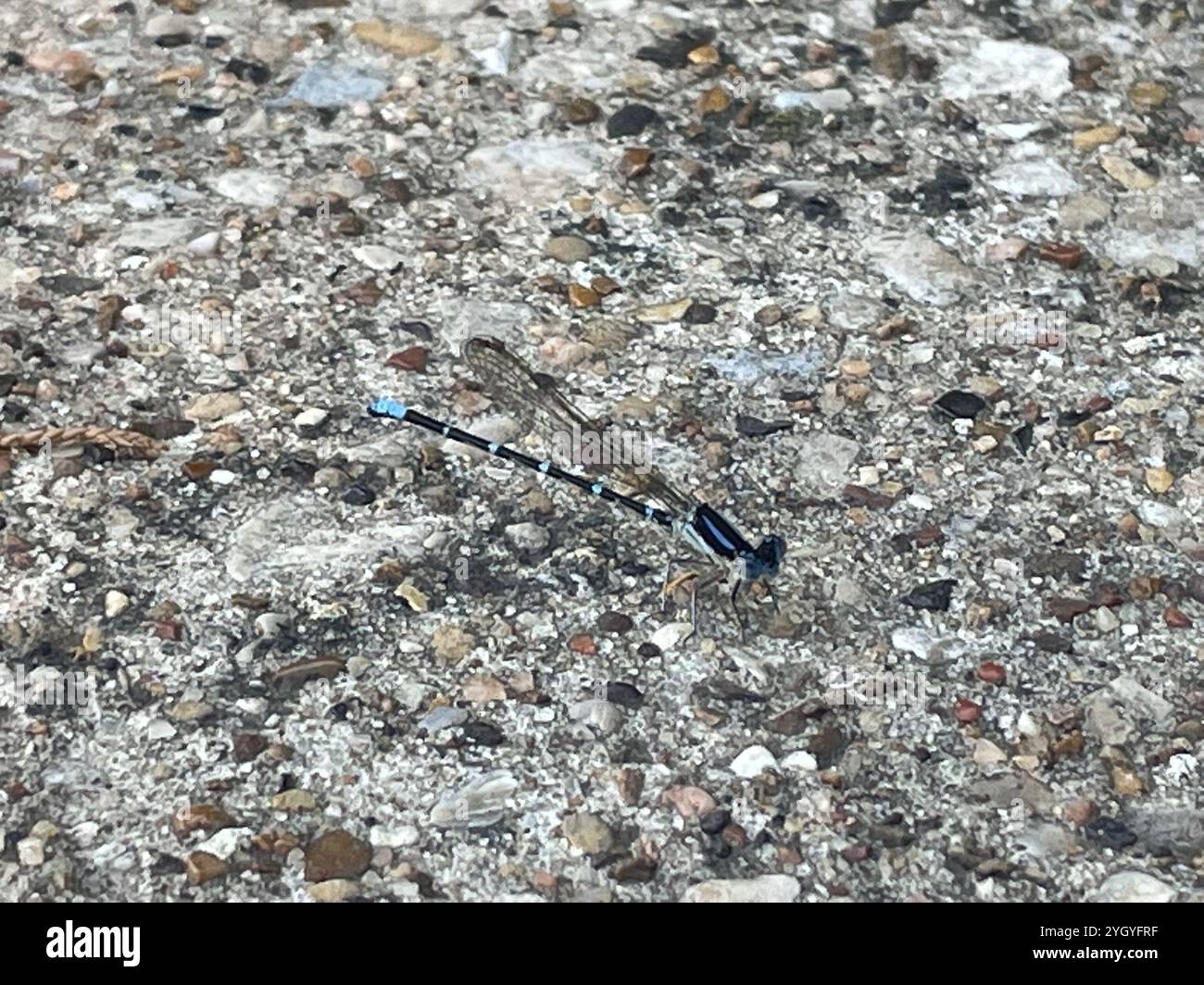 Blue-ringed Dancer (Argia sedula Stock Photo - Alamy