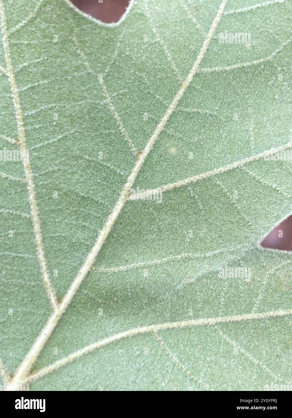 southern red oak (Quercus falcata Stock Photo - Alamy