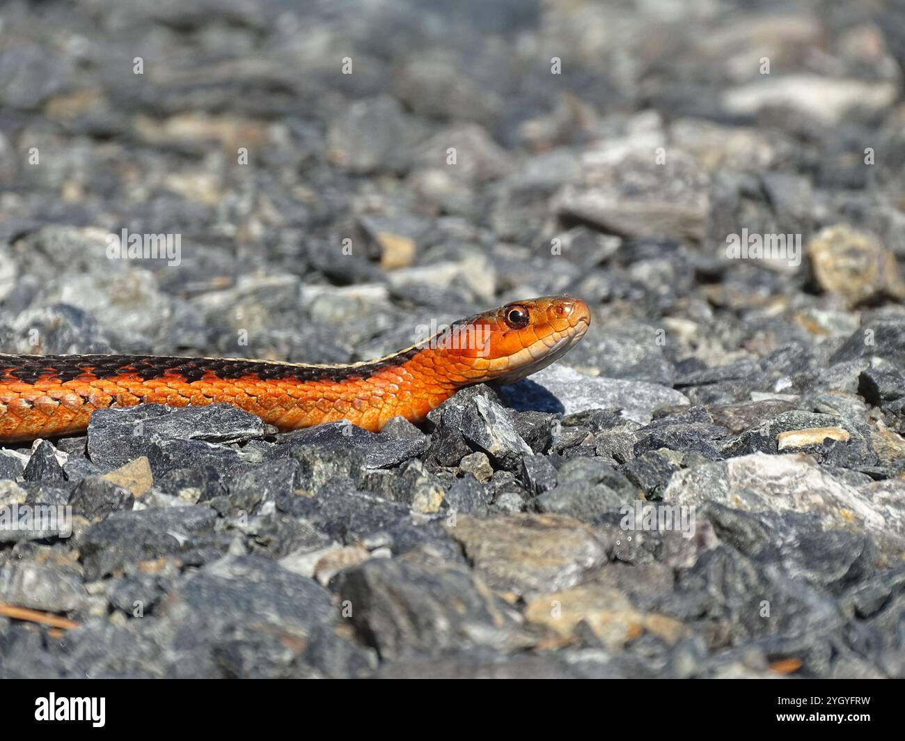 Red-sided Garter Snake (Thamnophis sirtalis parietalis Stock Photo - Alamy