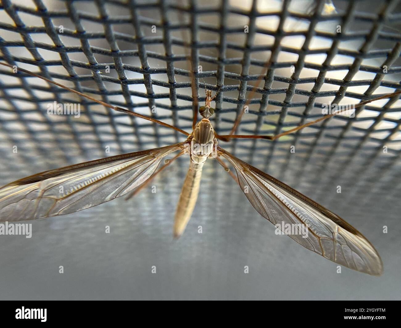 Common Crane Flies (Tipula Stock Photo - Alamy